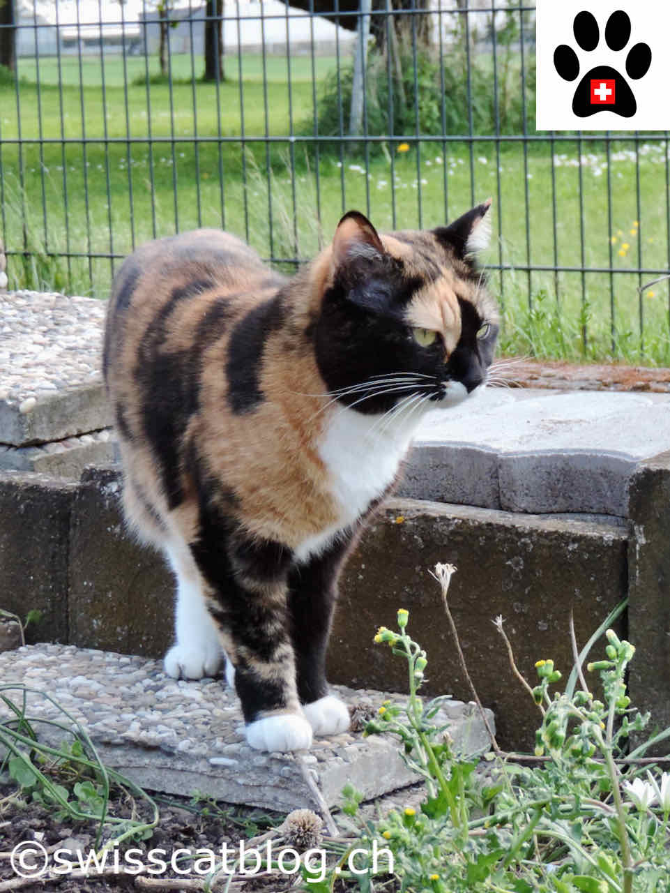 Autumn weather in May | The Swiss Cats