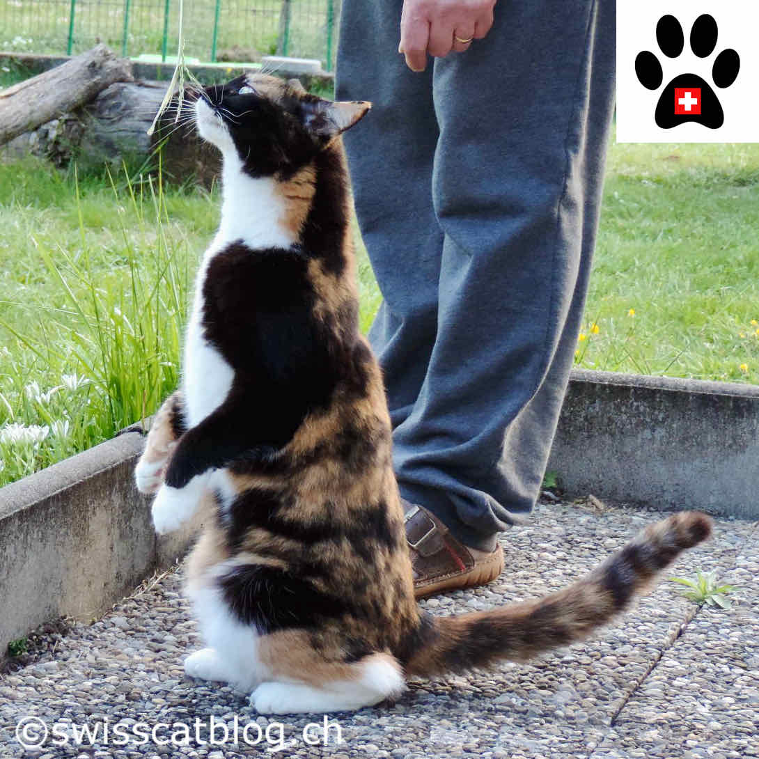 The Swiss Cats | Feline thoughts and feline lifestyle by The Swiss Cats ...