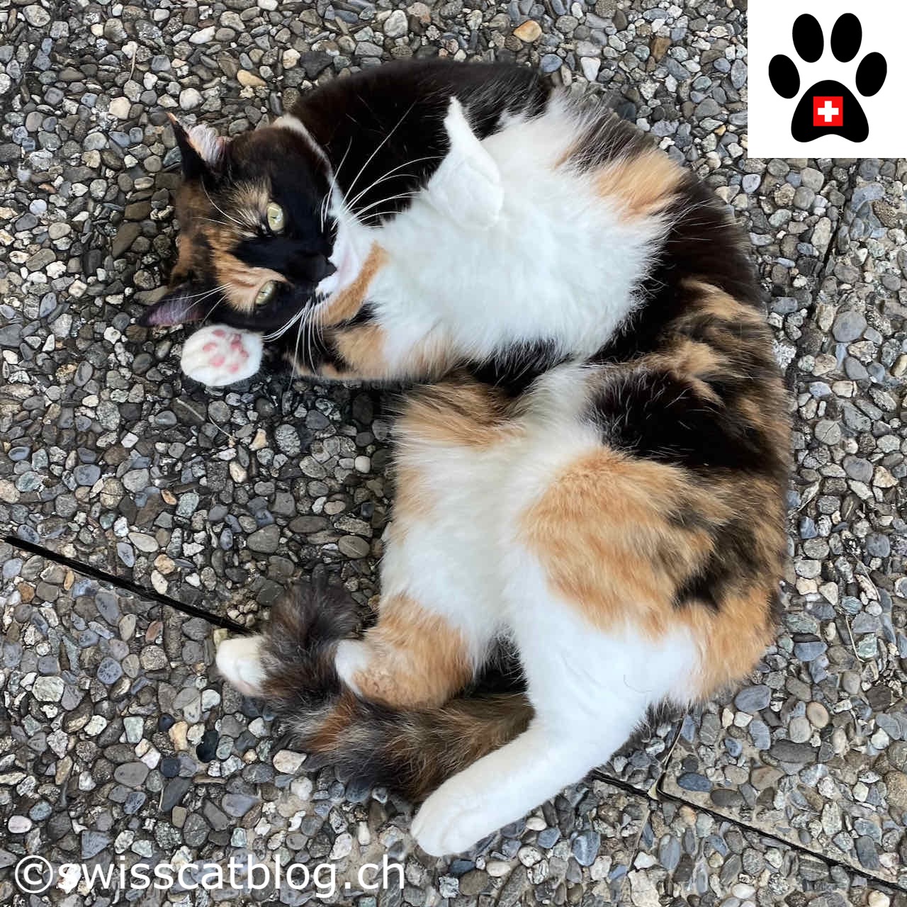 The Swiss Cats | Feline thoughts and feline lifestyle by The Swiss Cats