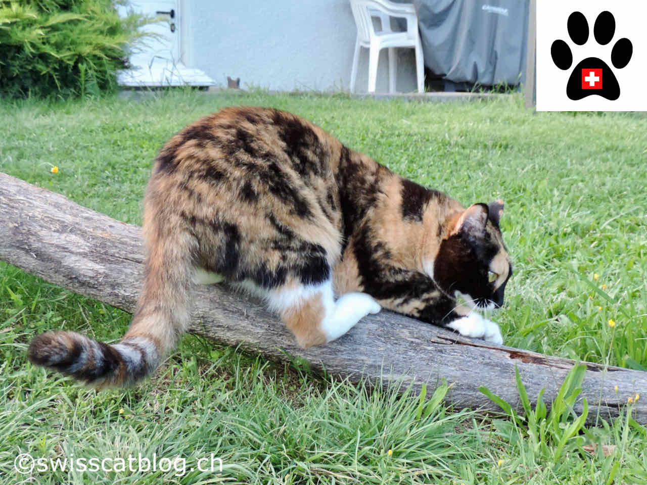 What’s new in September ? | The Swiss Cats