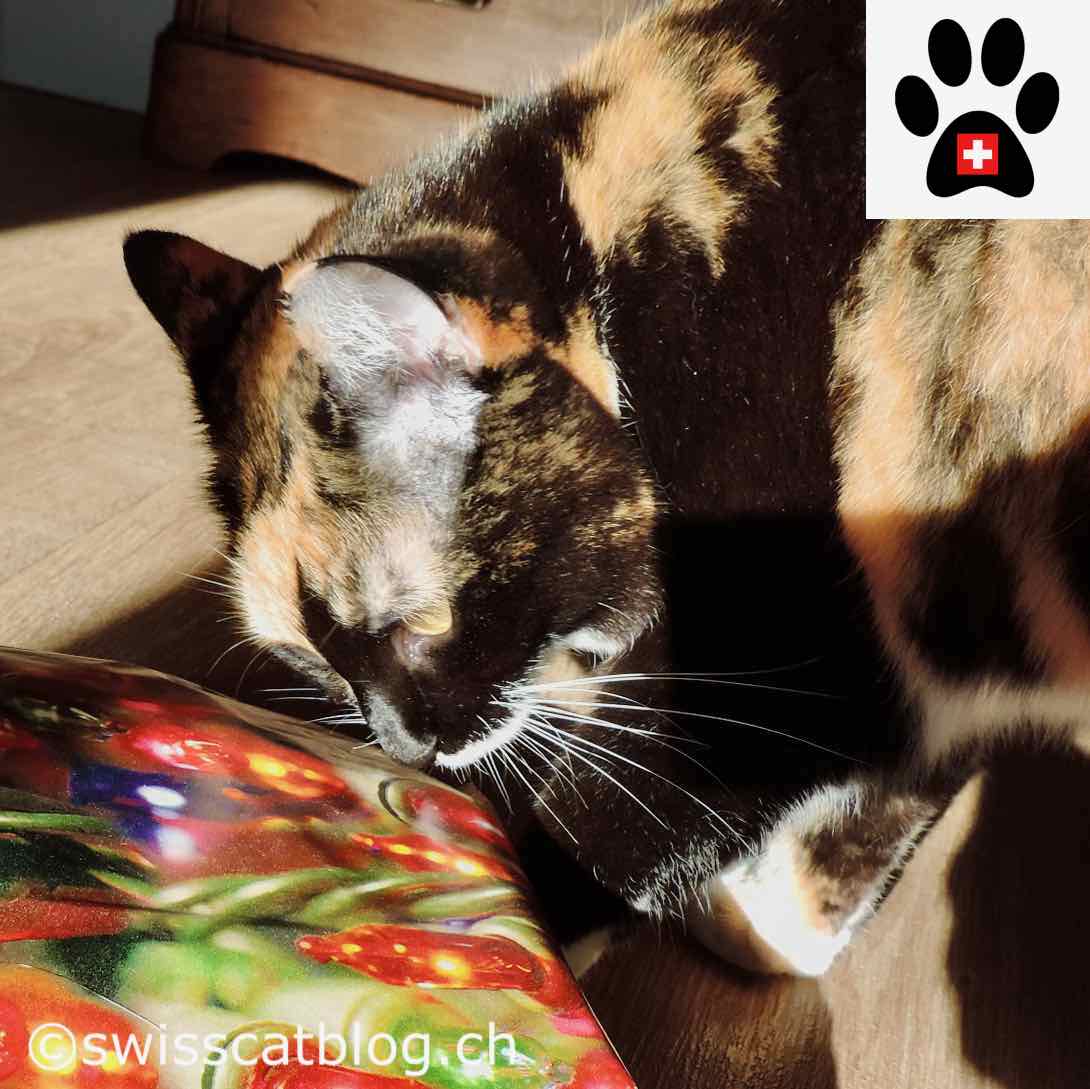 Secret Paws 2021 | The Swiss Cats