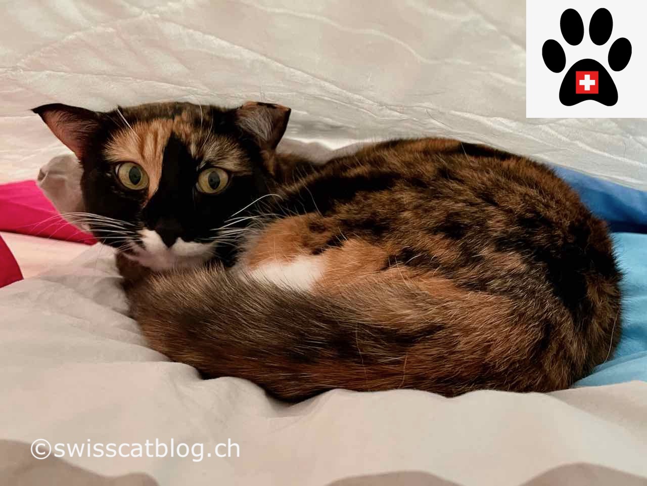 The Swiss Cats | Feline thoughts and feline lifestyle by The Swiss Cats