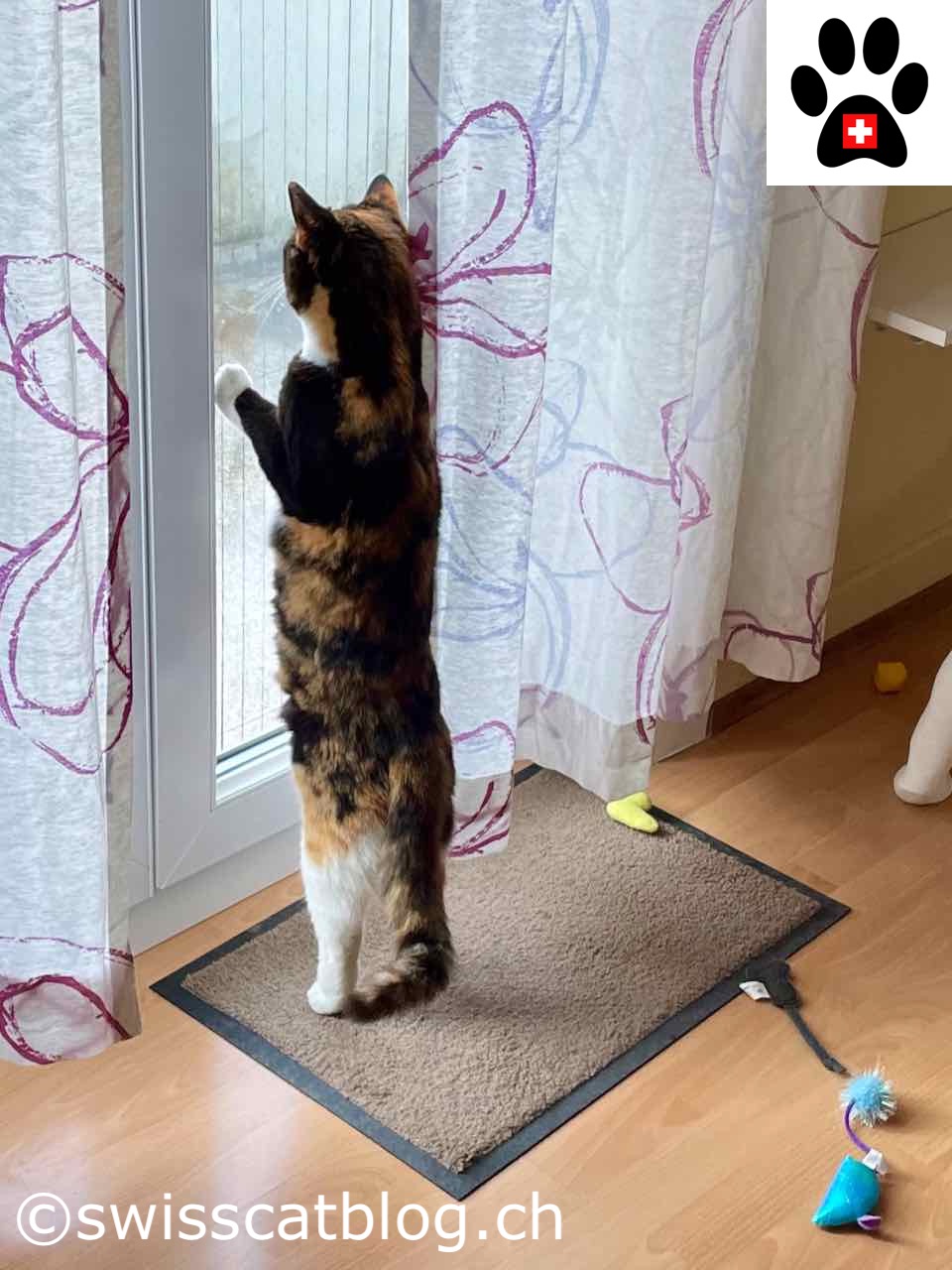 The Swiss Cats | Feline thoughts and feline lifestyle by The Swiss Cats