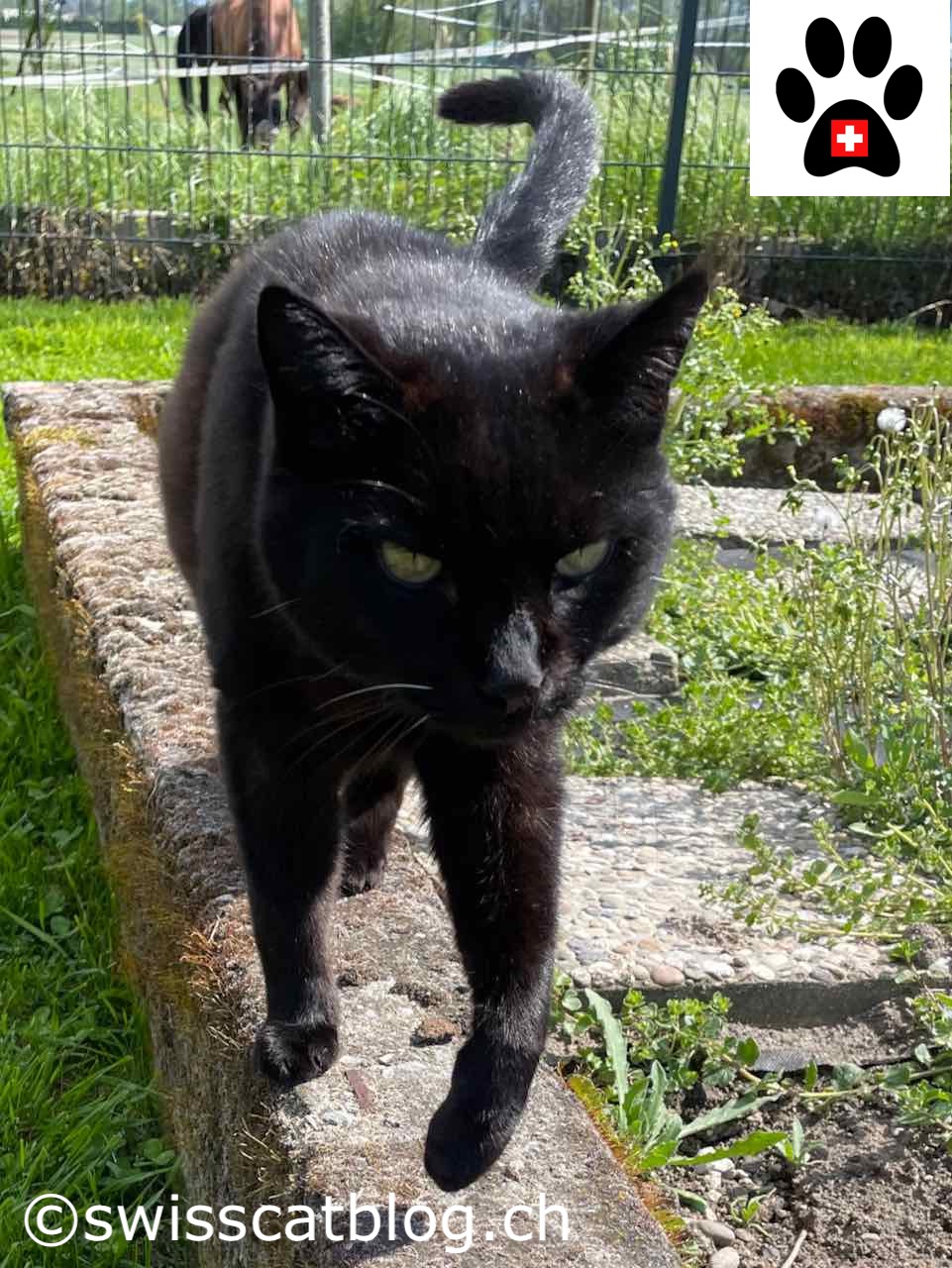 The Swiss Cats | Feline thoughts and feline lifestyle by The Swiss Cats