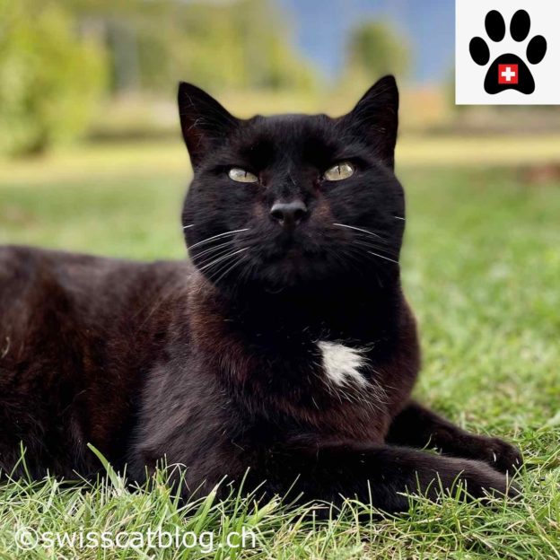 The Swiss Cats | Feline thoughts and feline lifestyle by The Swiss Cats