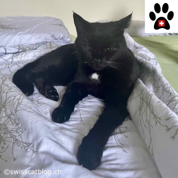 The Swiss Cats | Feline thoughts and feline lifestyle by The Swiss Cats