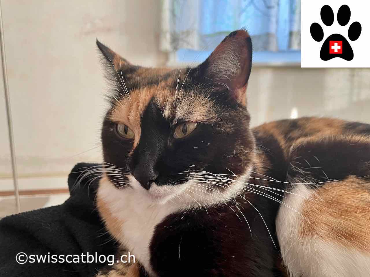 Our certificate has arrived ! | The Swiss Cats