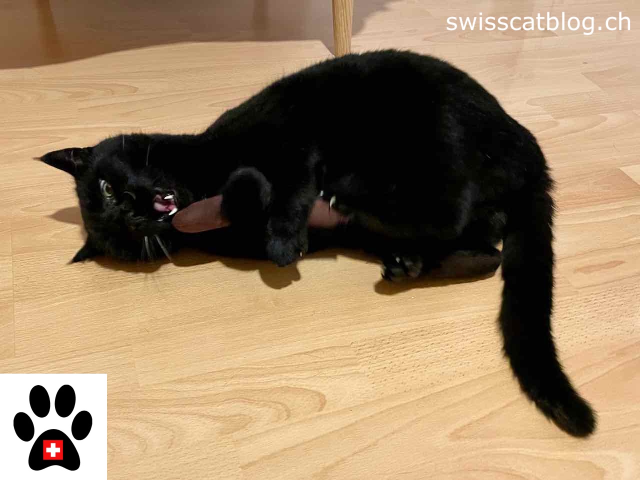 The Swiss Cats | Feline thoughts and feline lifestyle by The Swiss Cats