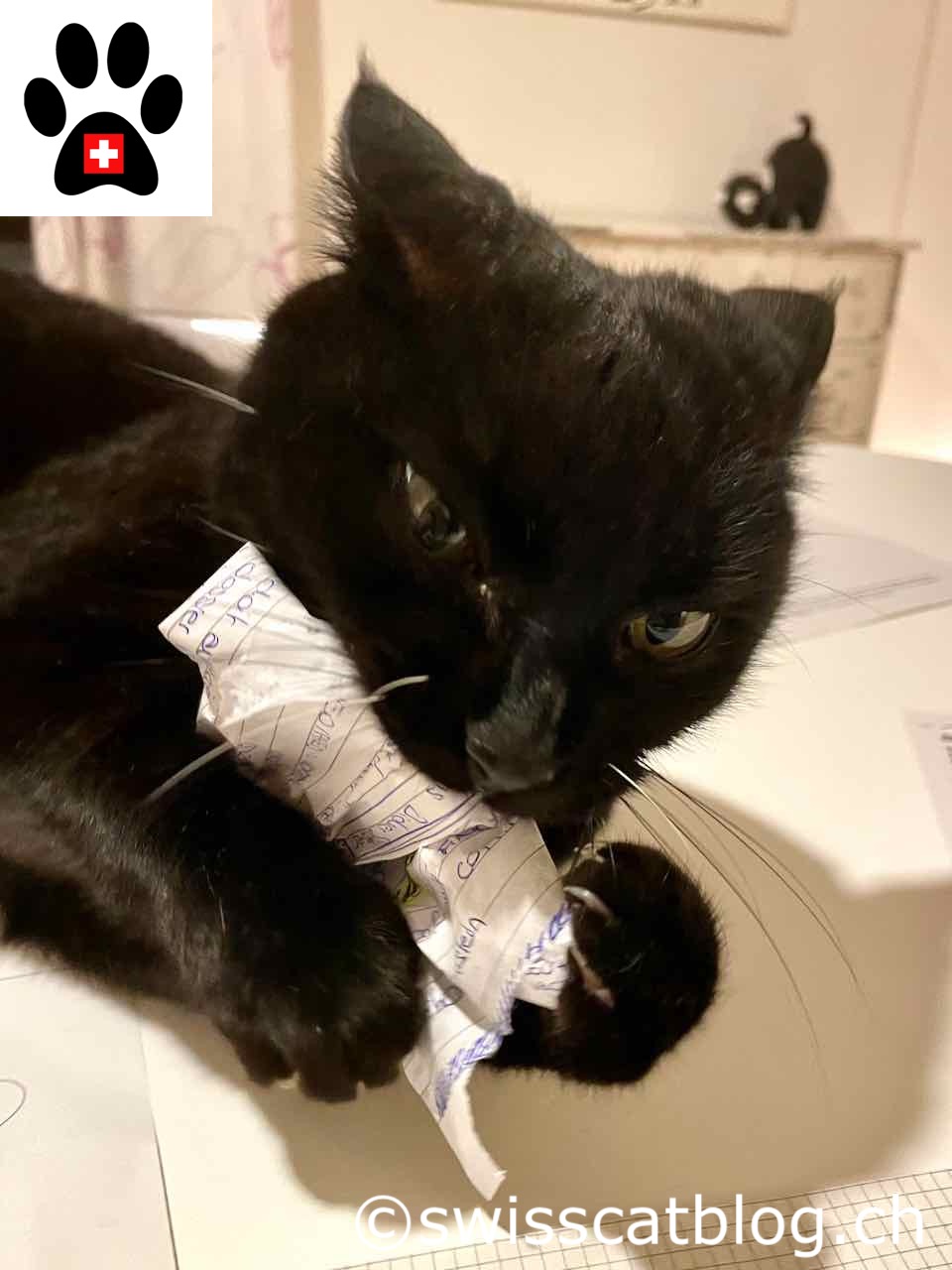 Office assistant | The Swiss Cats